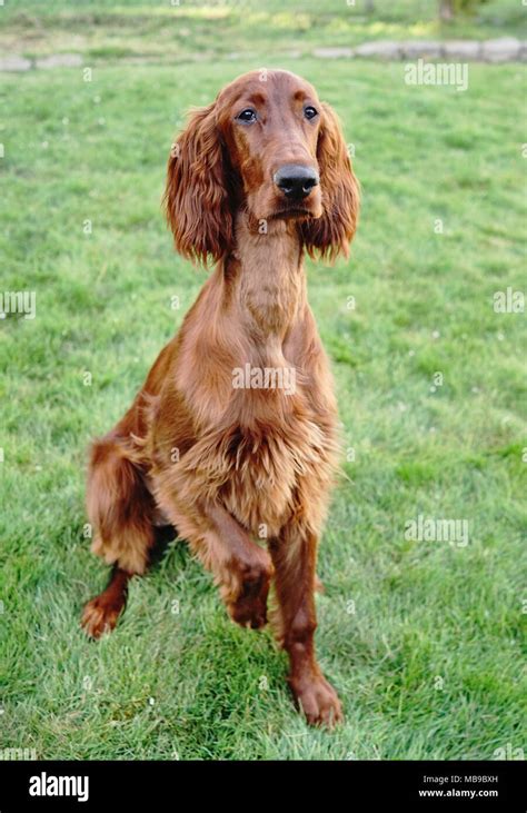 Irish Red Setter Puppies