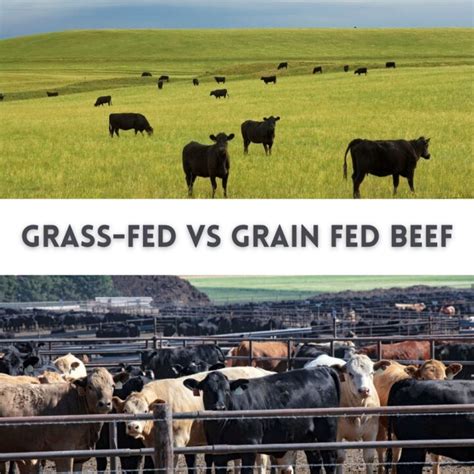 15 Healthy Grass Fed Ground Beef Recipes Homemade