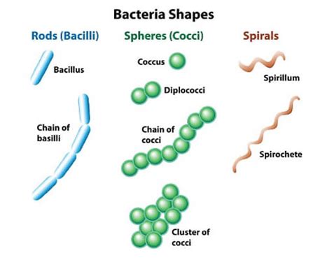 Prokaryotes Flashcards Quizlet