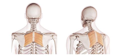 Anatomia spalla comè fatta e come funziona Project inVictus