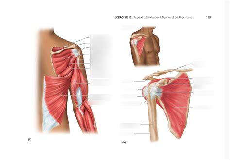 Lab Test 2 13 3ab Diagram Quizlet