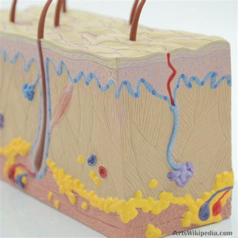Small Skin Model Enlarged Skin Structure Anatomical Model Tissue