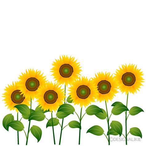 Sunflower Clip Art Photos