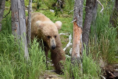 Katmai Bear 2023 Alaska Magazine Photo Contest Sponsored By Alaska Airlines Alaska Magazine