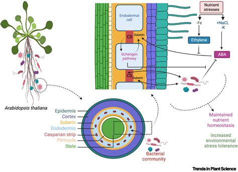 Endodermal Cells Plant Calcium In Plants An Important Element Of Cell