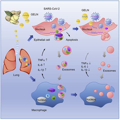 Plant Derived Exosome Like Nanoparticles Tissue Engineering Ijn