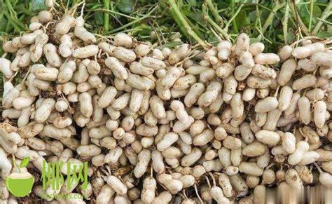 花生种植27000多亩！每斤43至46元 东方喜获丰收新浪海南新浪网