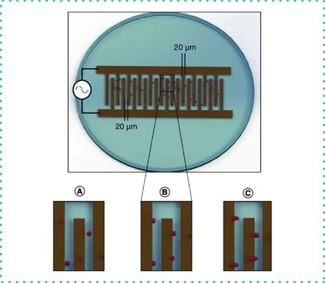 Schematic Of The Interdigitated Electrode Setup Developed For Download Scientific Diagram