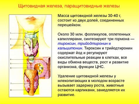 Эндокринная система презентация онлайн