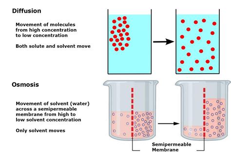 Osmosis Vs Diffusion Definition And Examples Science Notes Osmosis Teaching Biology