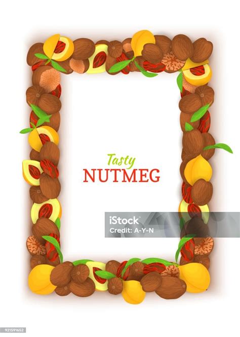 사각형 수직 프레임 구성 맛 있는 육 두 구 벡터 카드 그림입니다 너트는 프레임 셸에서 육 두 구 과일 건강 식품의 포장