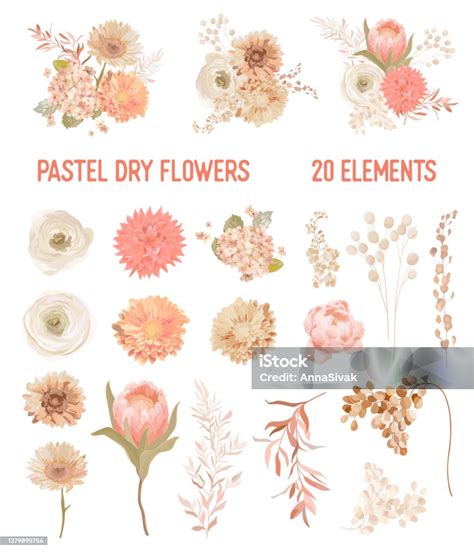 우아한 벡터 드라이 플라워 프로테아 창백한 장미 유칼립투스 말린 수국 달리아 꽃 요소 트렌디 한 겨울 가을 결혼식 꽃다발 빈티지