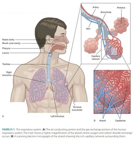 Online Osce Exam Take Your Osce Exam Online For Free