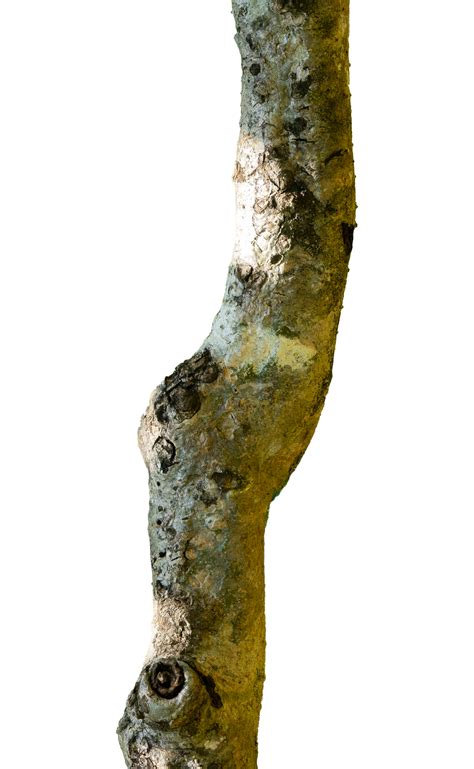 Natural Tree Trunk Isolated Element 27498560 PNG