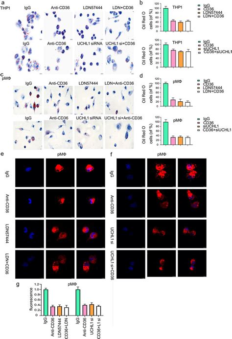 CD Expression Is Indispensable For Decreased Lipid Accumulation