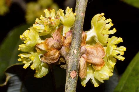 Lauraceae Eflora Of India