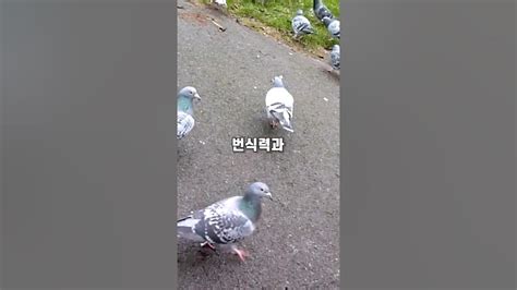 뭔가 이상한 비둘기 먹이주기 Youtube