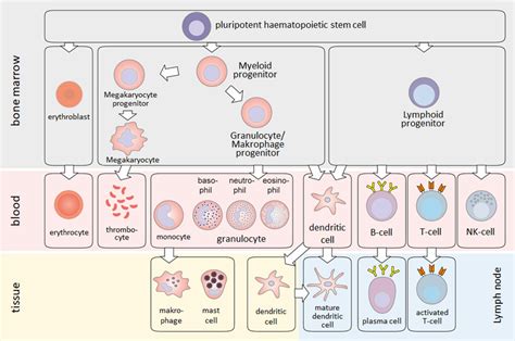 Free Clip Macrophages Download Free Clip Macrophages Png Images Free Cliparts On Clipart Library