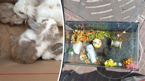 Levende Konijnen én Vissen Gedumpt In Hoorn Met Zijn Vijven In Een