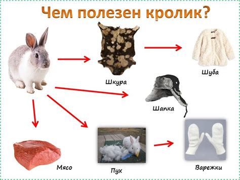 Десяточка : Какую пользу приносят домашние животные?