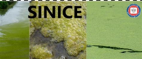 Uwaga Na Sinice Powiatowa Stacja Sanitarno Epidemiologiczna W Stargardzie Portal Govpl