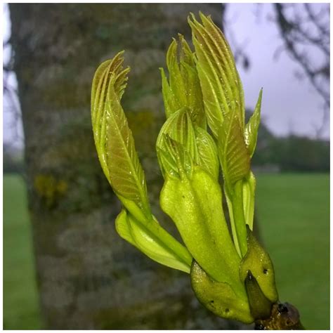 Awakening Ash Bushcraft Days