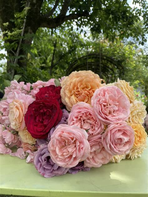 Flora ფლორა პლიუსი Home