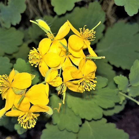 Сибирийн тайгын их шүүдэргэнэ болон их шүүдэргэнэ тос хүчил ирсэн байгаа Алтжин бөмбөгөр 1515 р