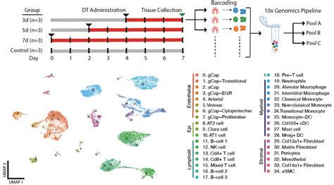 Github Rsgodoysingle Cell Transcriptomic Atlas Of Lung Microvascular