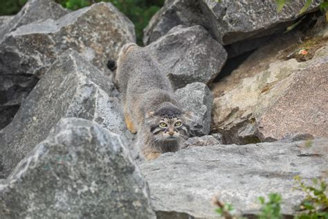 Pallas Cat Otocolobus Manul Chasing Wildlife