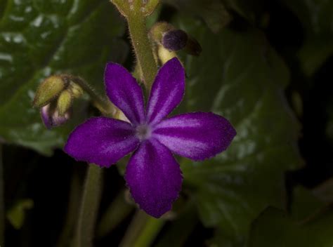 Primulina Tabacum Gesneriad Reference Web