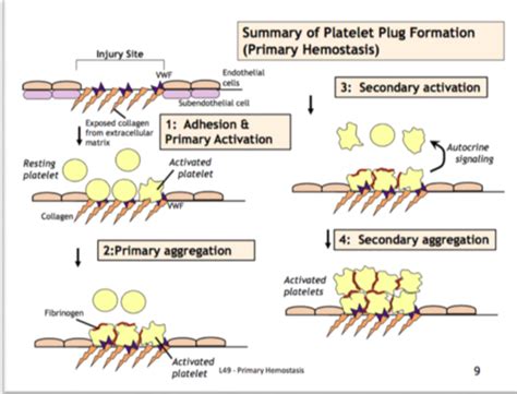 Primary Hemostasis Flashcards Quizlet