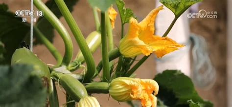 大数据物联网传感器 数智化技术推动蔬菜产业高质量发展 新闻频道 央视网 cctv com