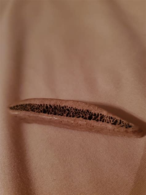 Potential Fossil Found Washed Up At My Favorite Fishing Spot Any Idea What It Is R Fossilid