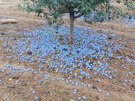 Бургас Овощна градина сливи Овощна градина 28000 кв м трета категория Земеделска земя градини