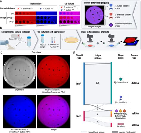 A Method For Systematic Discovery Of Plasmid Dependent Phages By