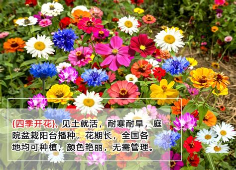 波斯菊种子格桑花花籽庭院四季野花组合花卉种子花海打造百日草 阿里巴巴