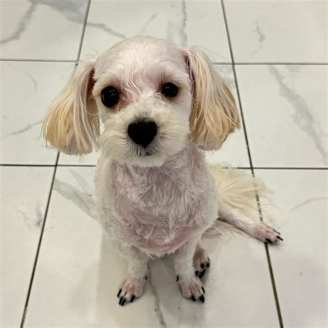 말티푸 푸림 보더콜리분양가격 프렌치불독분양가격 빠삐용분양가격 파피용분양가격 사모예드분양가격 스피츠분양가격 시바견분양가격 시베리안허스키분양가격 시츄분양가격 요크셔테리어분양가격