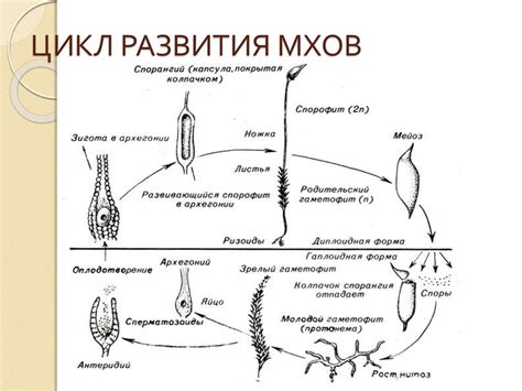 Циклы развития растений Online Presentation