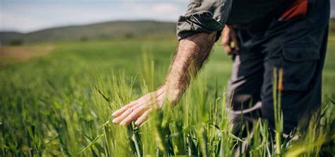 State Of The Australian Grains Industry Report 2021 Building A More Profitable And Sustainable