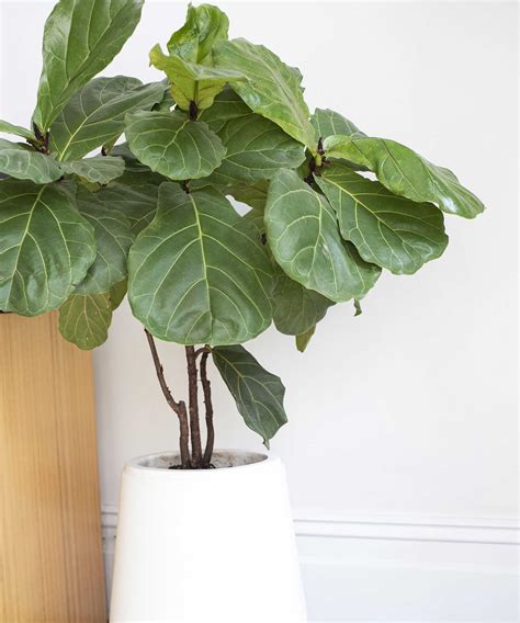 Pruning A Fiddle Leaf Fig Quick Tips For These Houseplants Gardeningetc