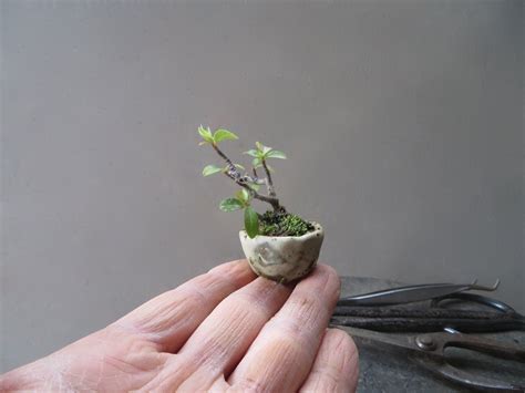 盆栽豆盆栽の植え替え 盆栽工房 春嘉