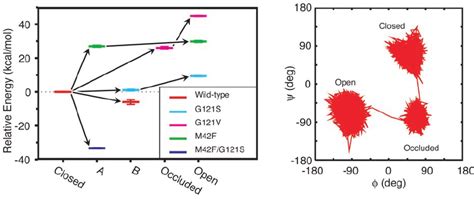 Left Shown Are The Energy Levels For Different Conformations Of The