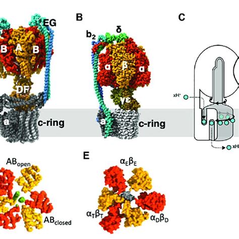 Subunit Structure And Function For V Type And F Type Atpases A Download Scientific Diagram