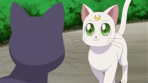 Artemis Wiki Sailor Moon Fandom