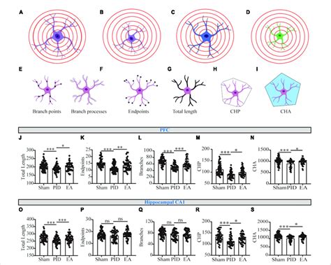 Astrocytic Process Morphology In The Pfc And Hippocampal Ca1 Regions Download Scientific