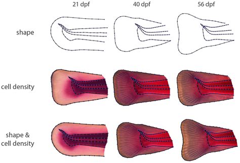 Averages Of Fin Shape Cell Density And Both Together Average Fin Download Scientific Diagram