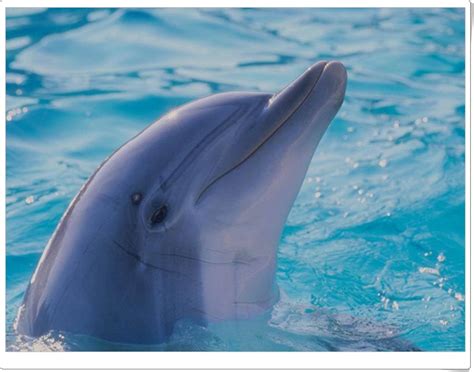 돌고래 자연과 어우러진 아름다운 풍경 네이버 블로그