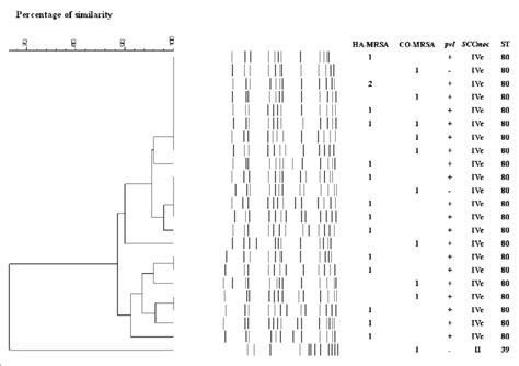 Dendrogram Of The Electrophoretic Patterns Of Dna Macrorestriction By Download Scientific