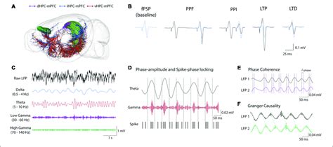 Hippocampus Mpfc Anatomical And Electrophysiological Measures A Download Scientific